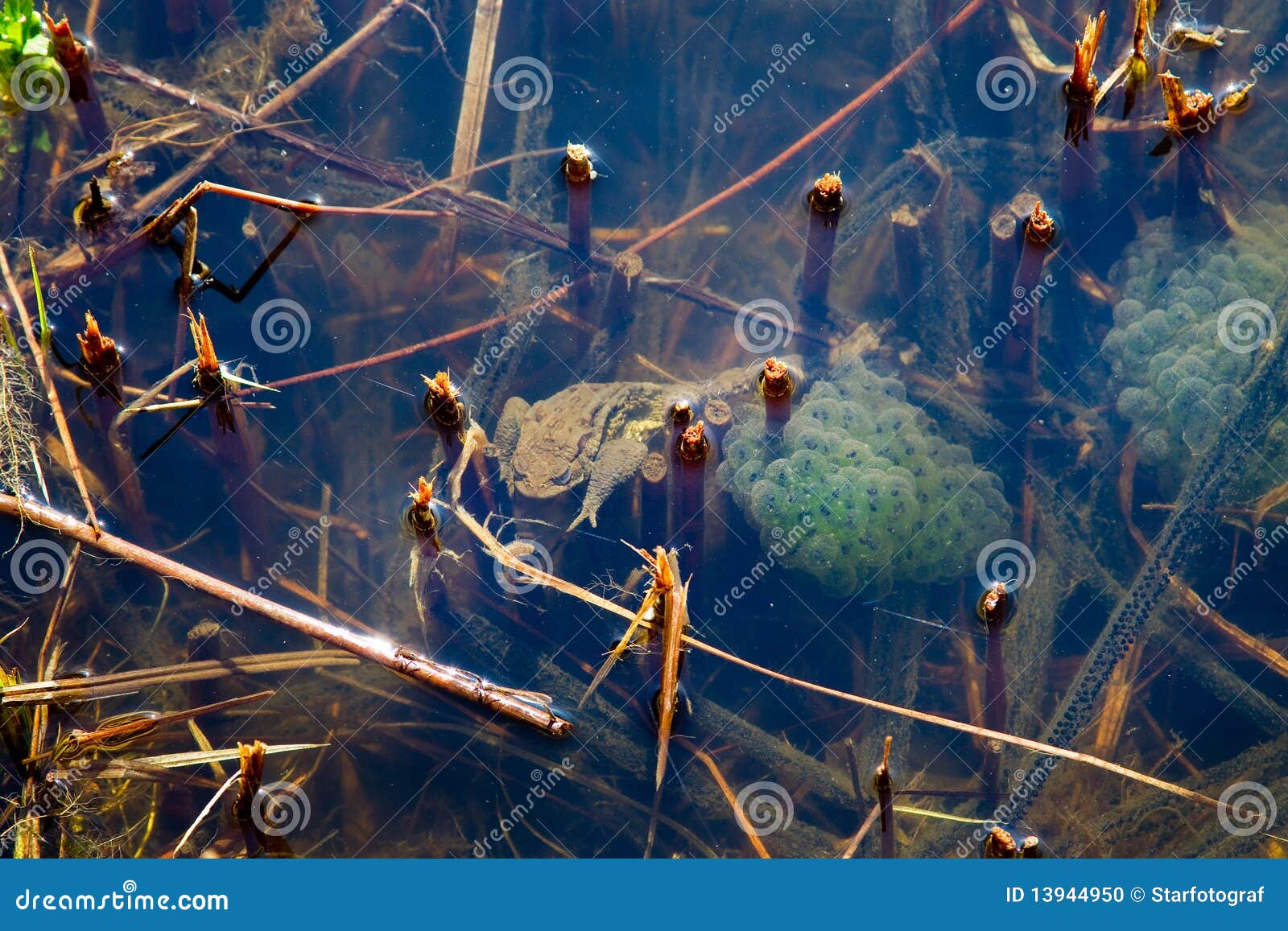 Swampland stock photo. Image of broken, morass, grasses - 13944950