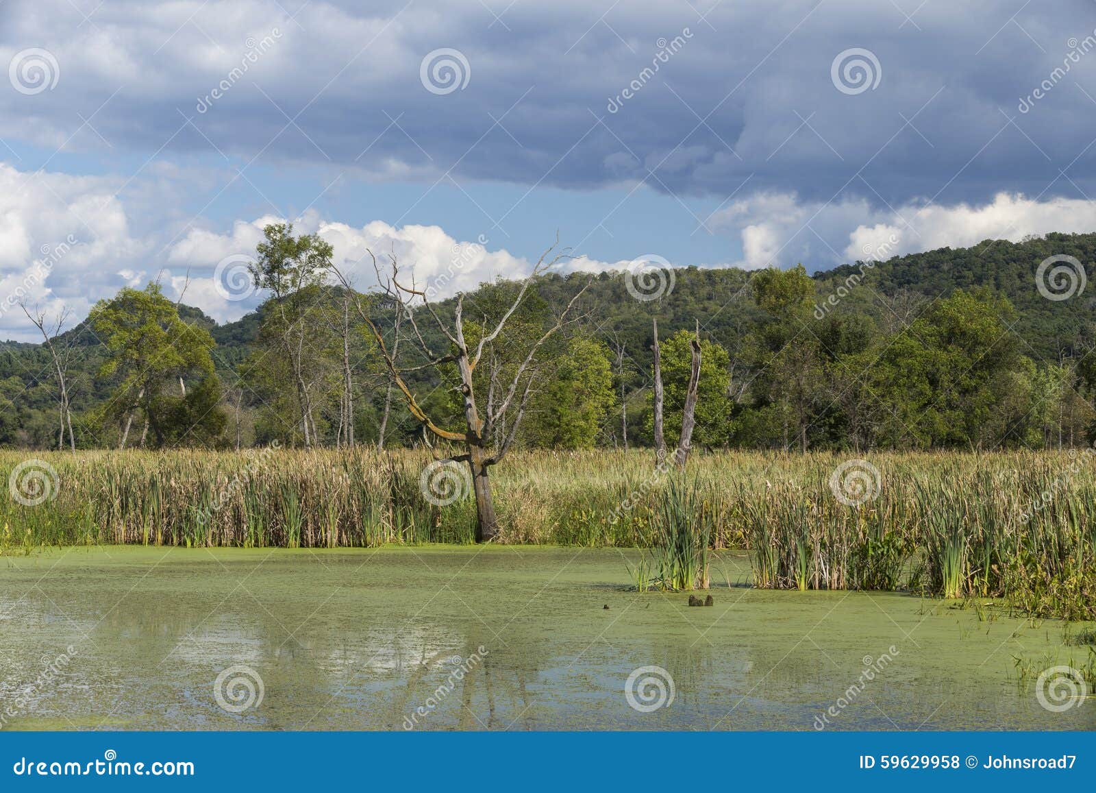 Swampland arkivfoto. Bild av skog, natur, fristad, ogräs - 59629958