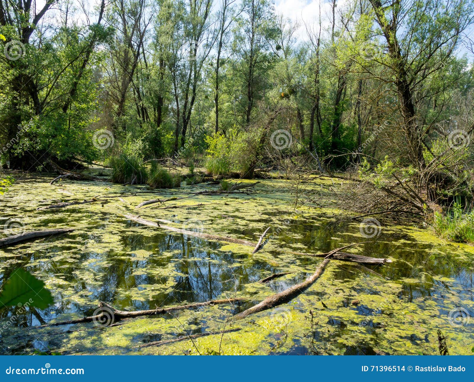 Swampland at Danube S Delta Stock Photo - Image of delta, calendar ...