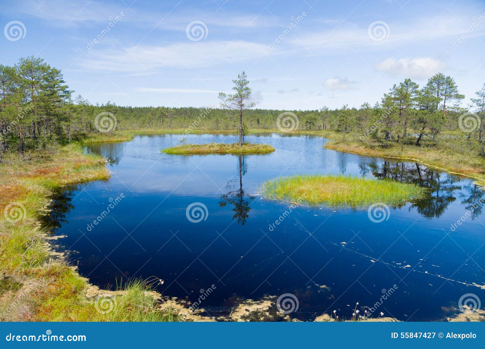 Swampland Lake, Small Island and Pine Tree Stock Image - Image of ...