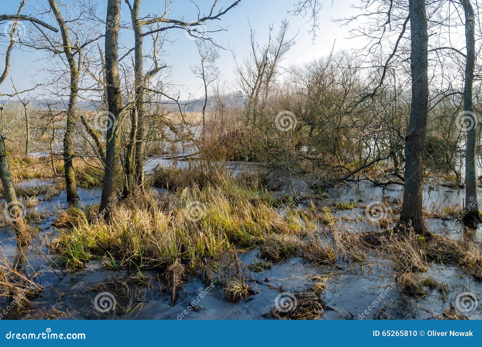 Swampland stock photo. Image of immersed, slime, everglade - 65265810