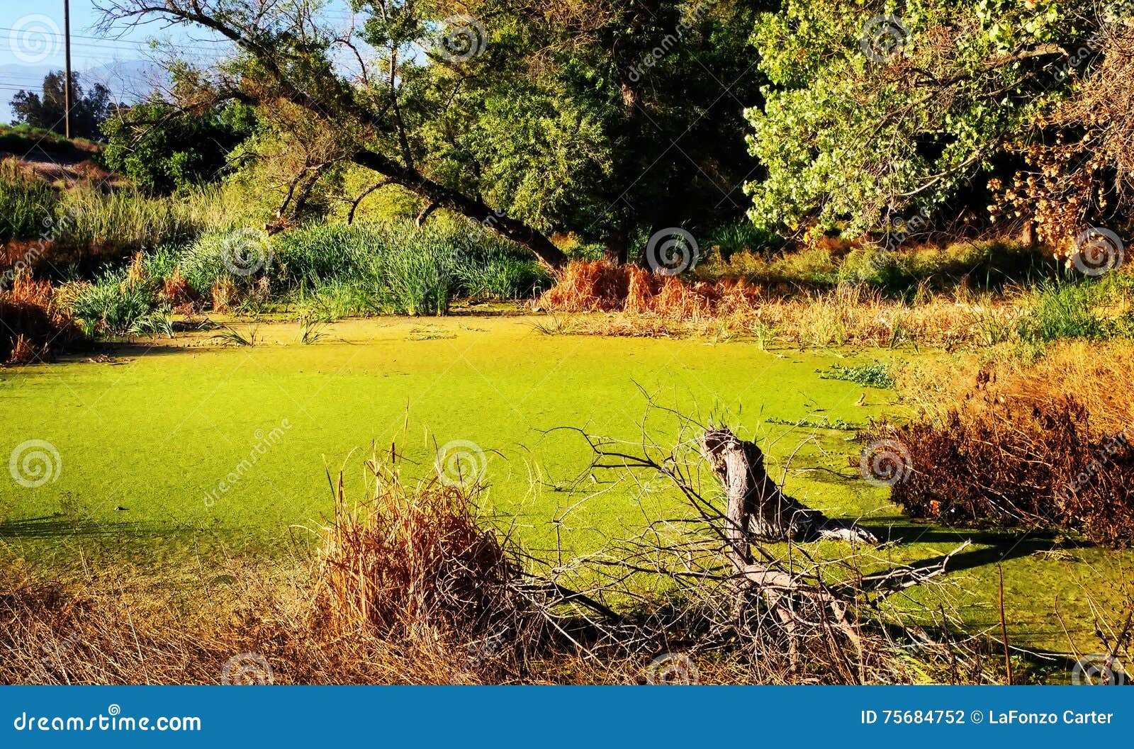 Swampland editorial photography. Image of photograph - 75684752