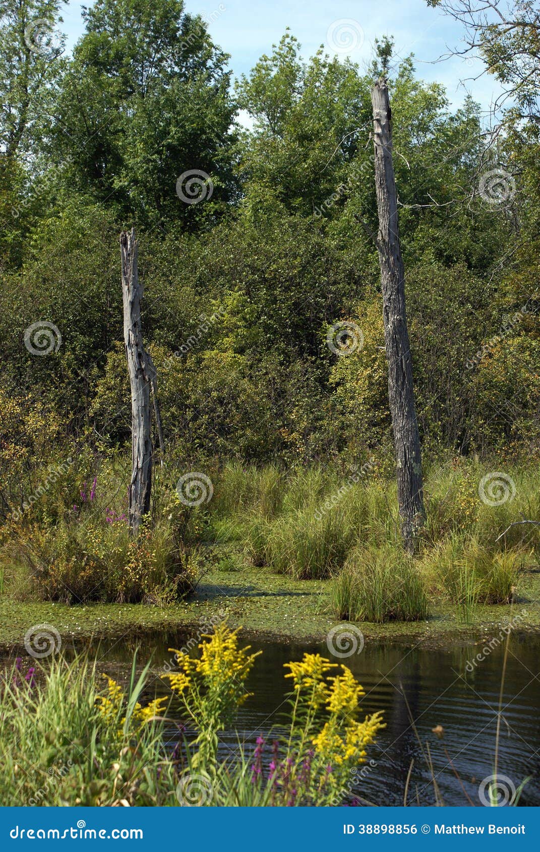 Swampland stock photo. Image of flood, waterlogged, tree - 38898856