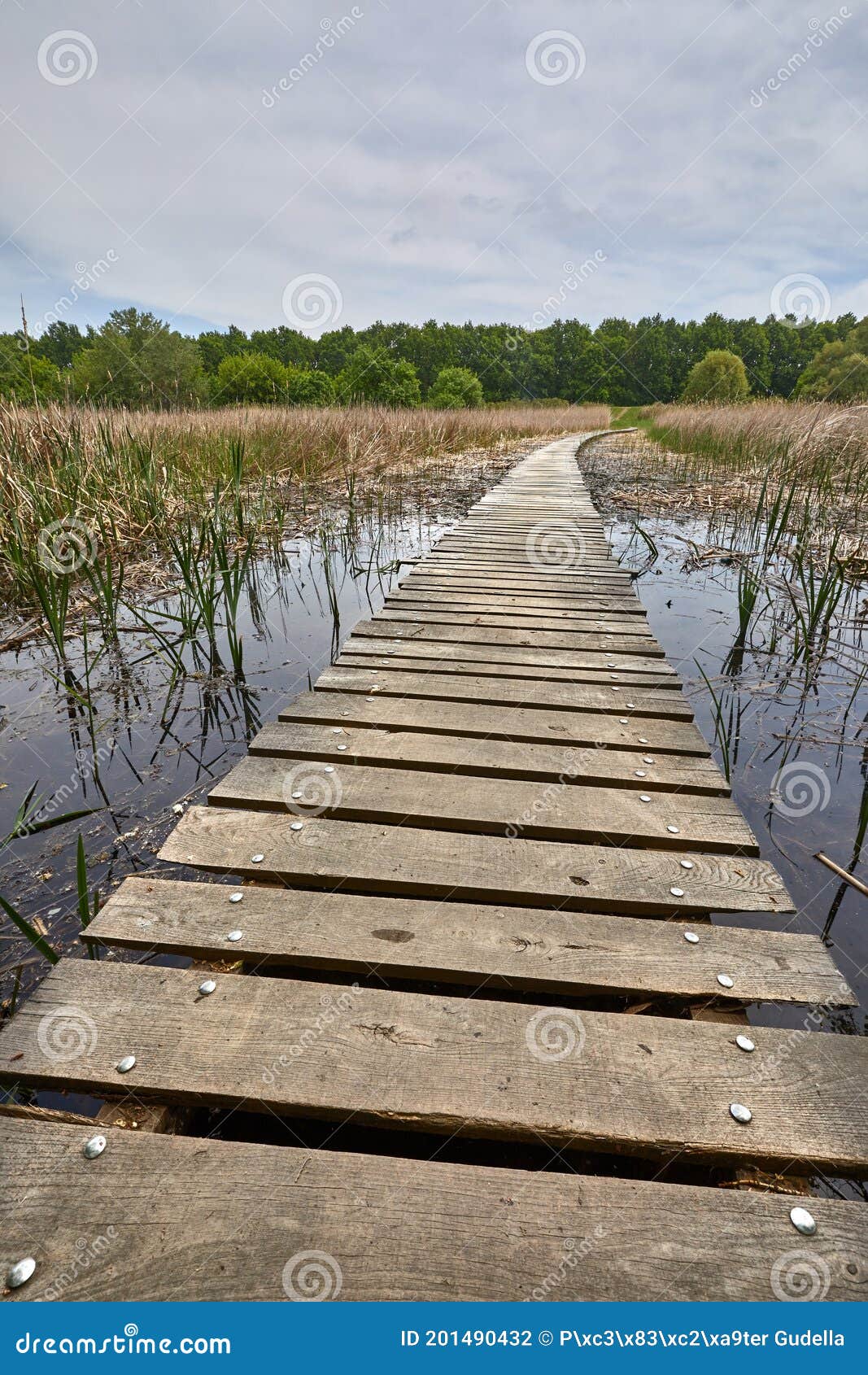 Swamp walking path stock photo. Image of beautiful, protected - 201490432