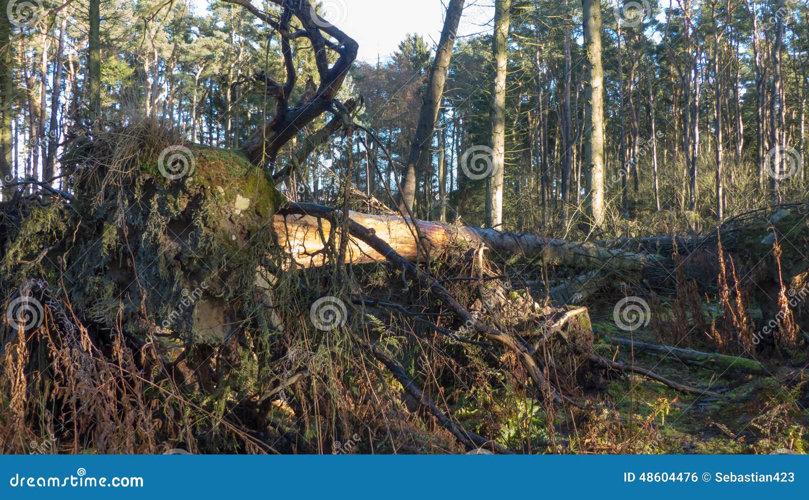 Swamps stock photo. Image of meadow, swamp, moss, tree - 48604476