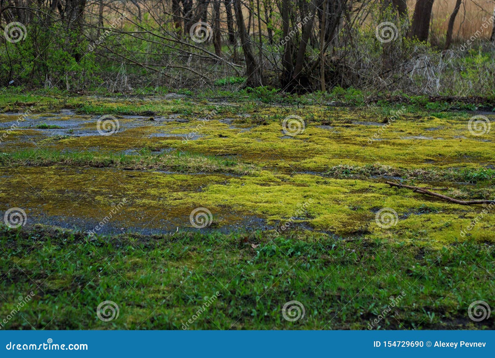Swampy Area with Wet Green Moss Stock Photo - Image of surface, marshy ...