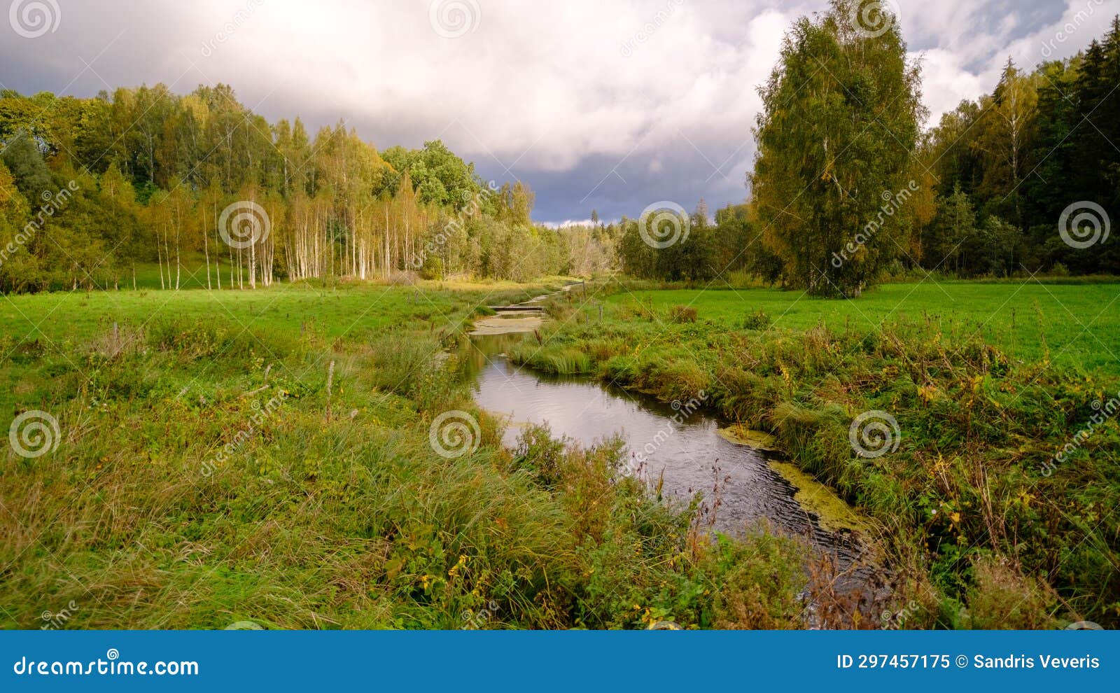 Swampy Environment with a Small River. the River Flows in a Slow Stream ...