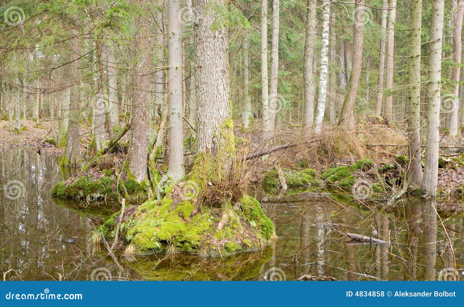 Swampy Forest with Water Standing Stock Photo - Image of reserve, taiga ...