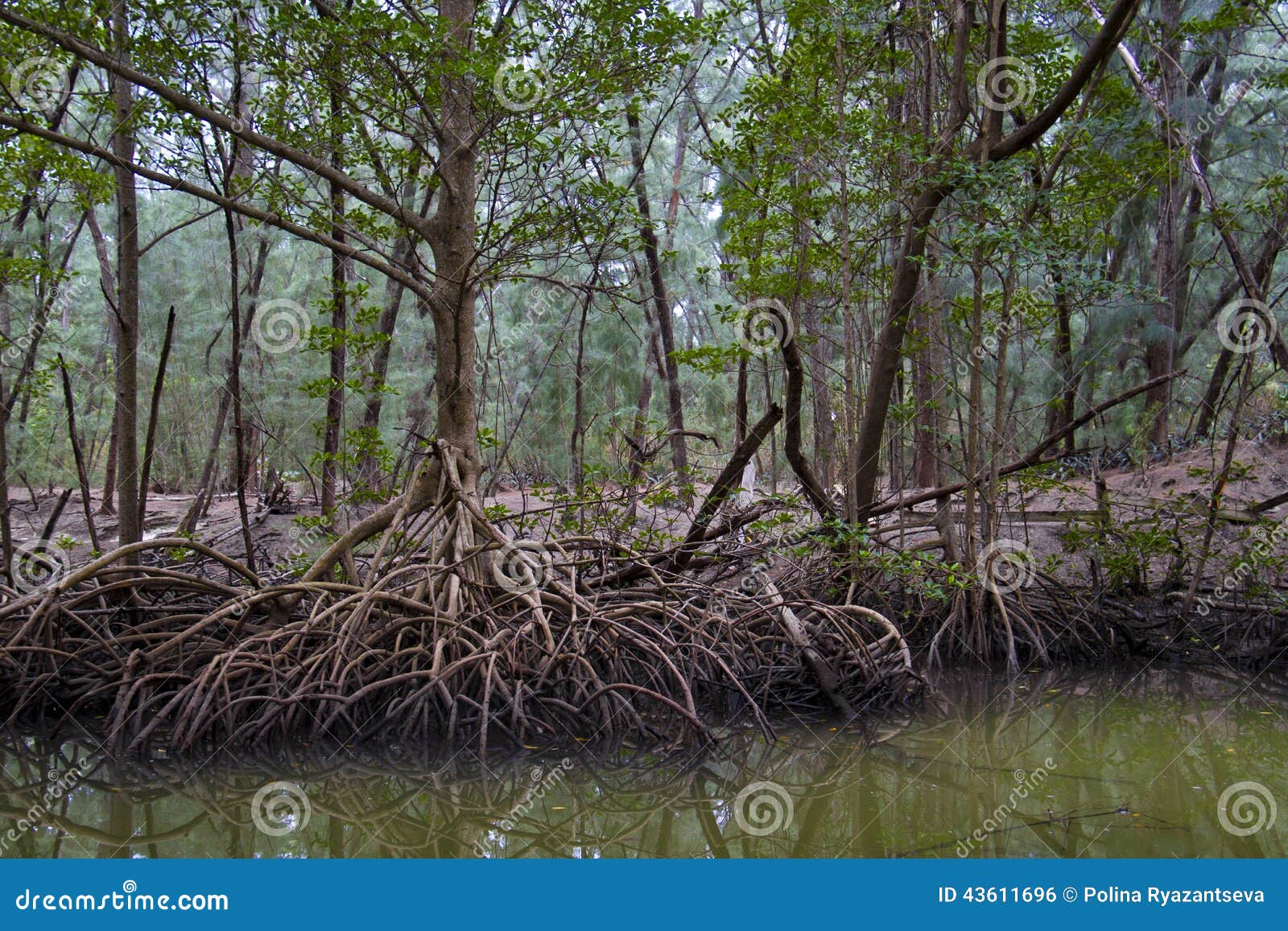 Swampy mangrove forest stock photo. Image of nature, healthy - 43611696