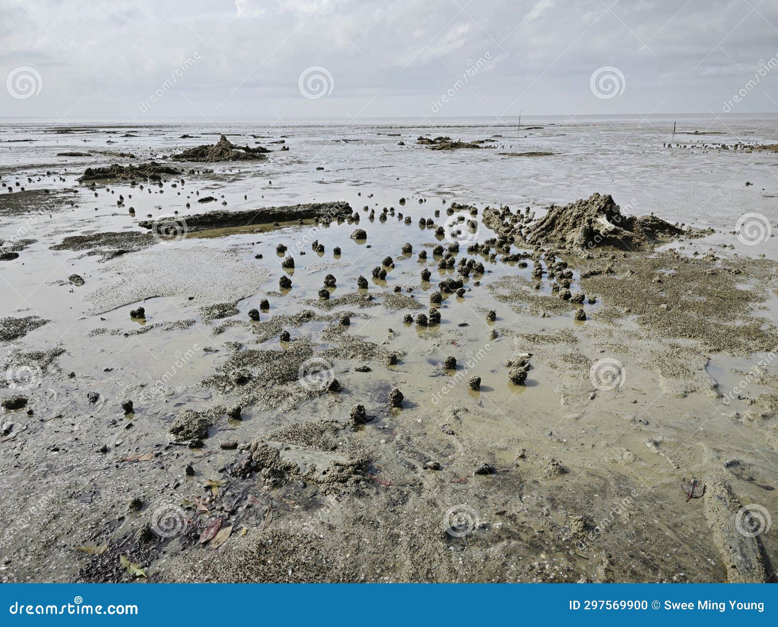 Swampy Mud Beach Environment at the Low-tide Beach. Stock Photo - Image ...