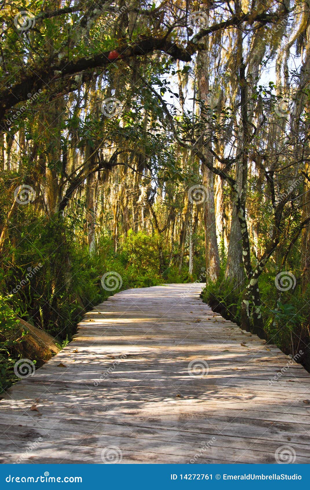 Swampy Path in the Everglades Stock Image - Image of natural, shade ...