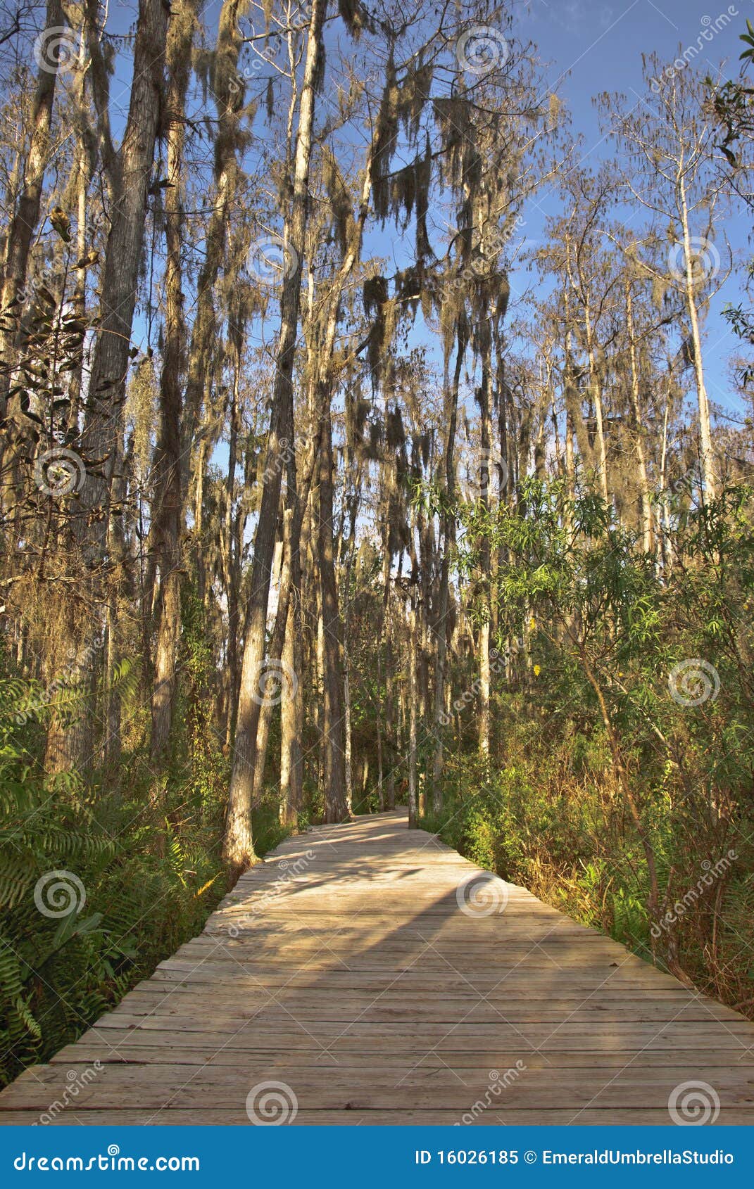 Swampy Path in the Everglades Stock Image - Image of living, tall: 16026185