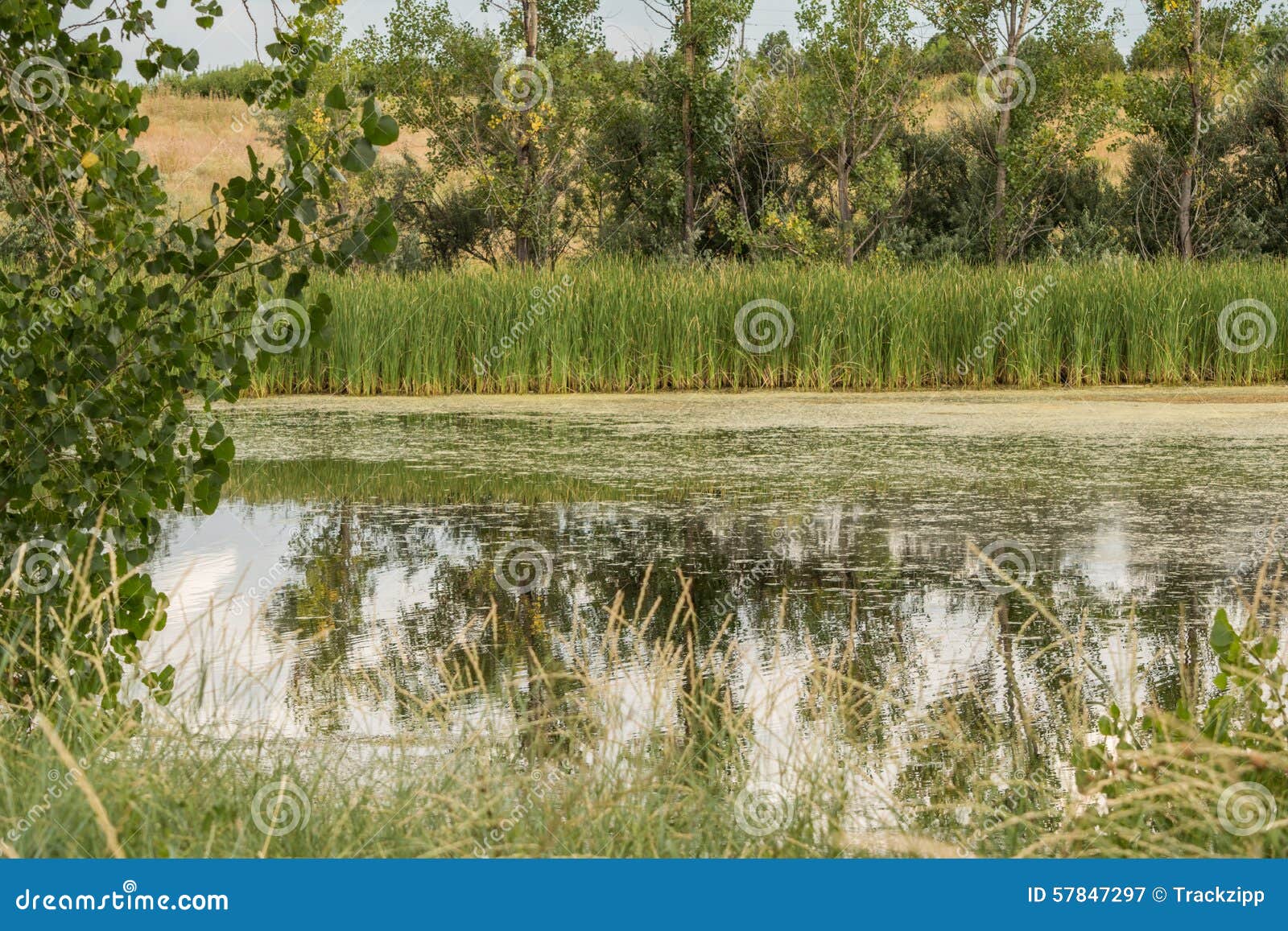 Swampy Pond stock image. Image of lily, swamp, trees - 57847297