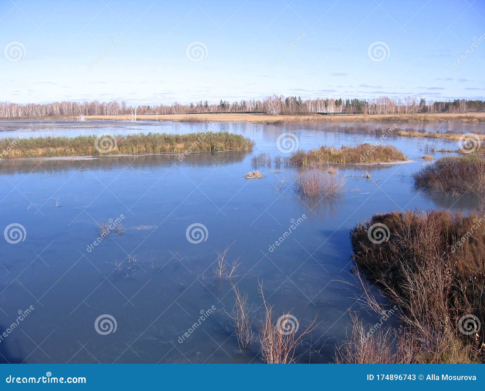 Swampy Pond Lake Swampy Area on a Flooded Plain in the Grass Stock ...