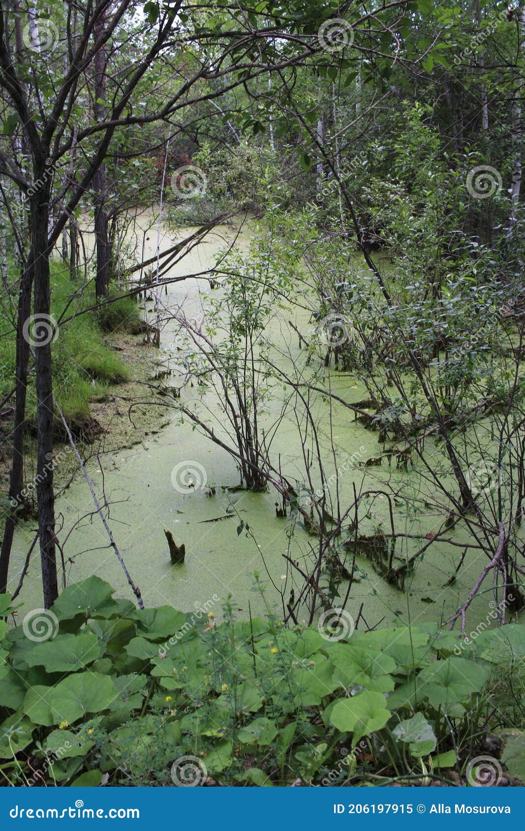 Swampy Pond with Mud in the Swamp Quagmire Stock Image - Image of ...