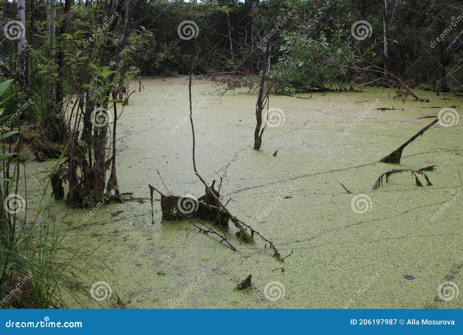 Swampy Pond with Mud in the Swamp Quagmire Stock Image - Image of water ...