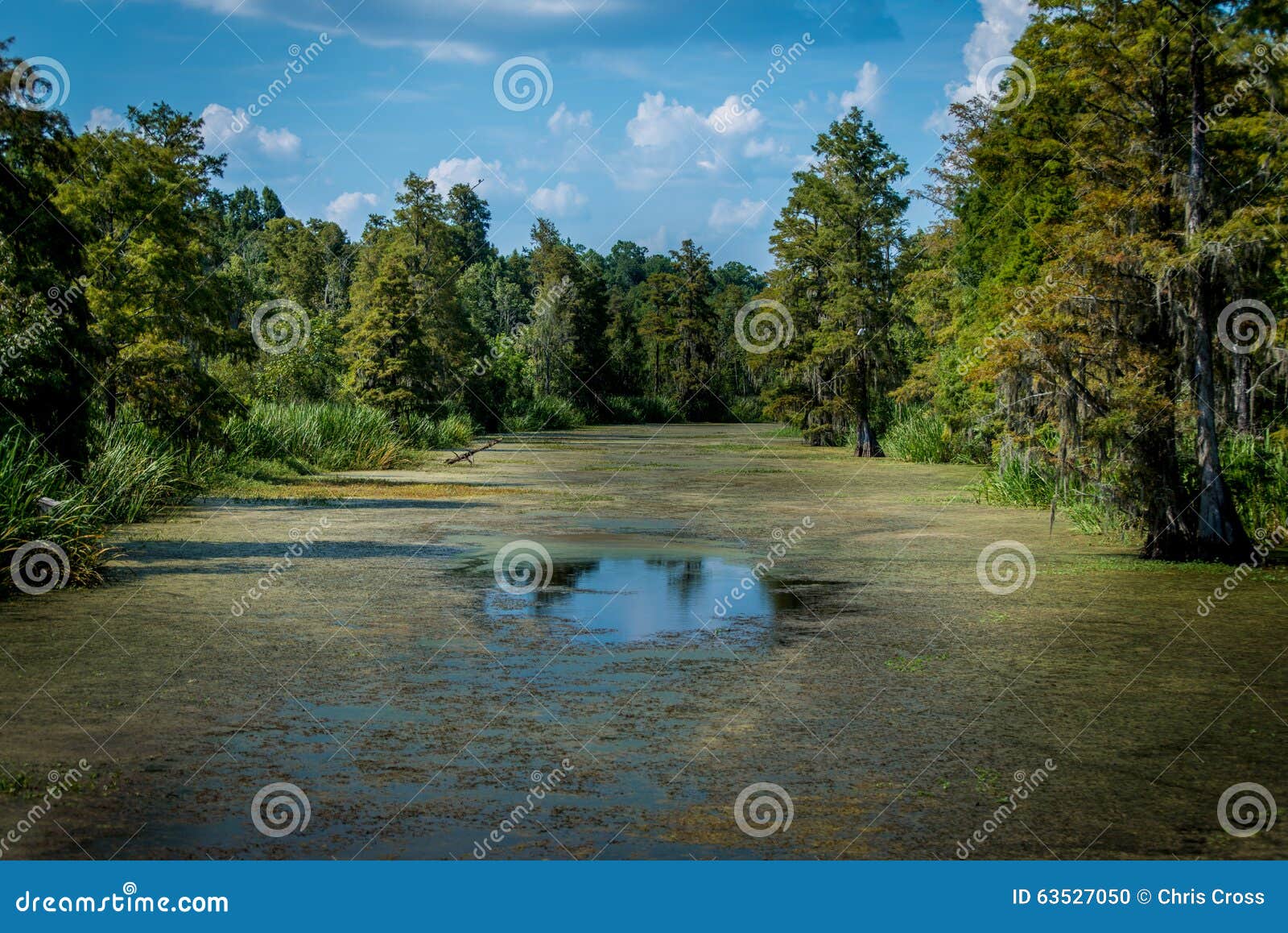 A swampy river stock photo. Image of boat, woods, overhead - 63527050