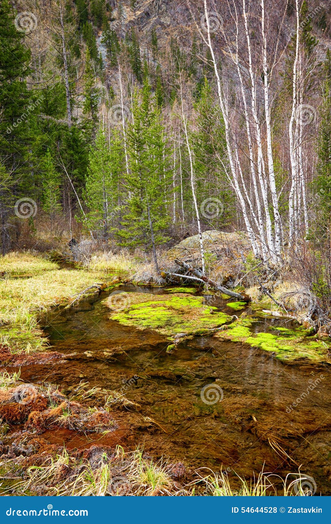 Swampy Stream in Altay Taiga Stock Photo - Image of siberian, swamped ...