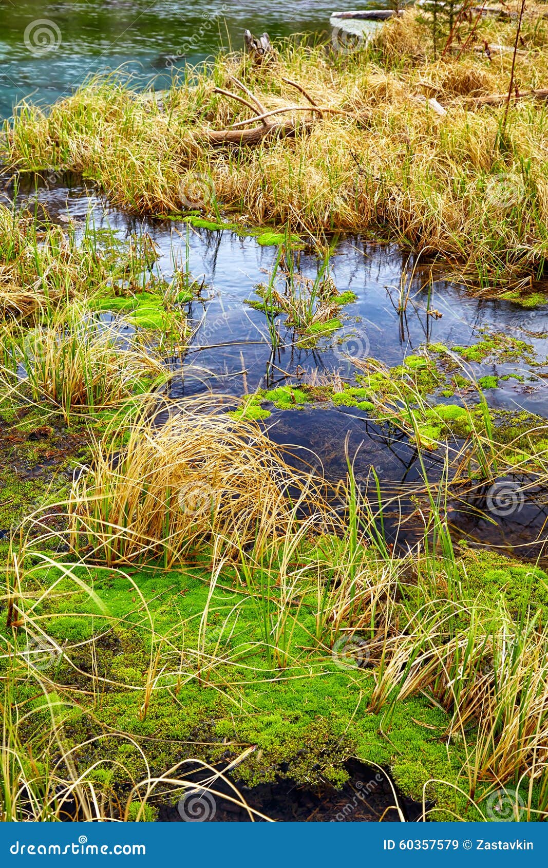 Swampy Stream in Altay Taiga Stock Image - Image of swamp, peatbog ...