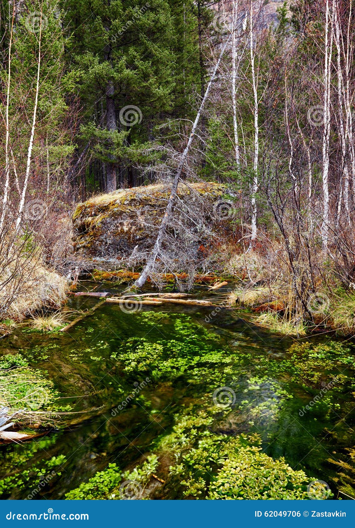 Swampy Stream in Altay Taiga Stock Photo - Image of grass, sedge: 62049706