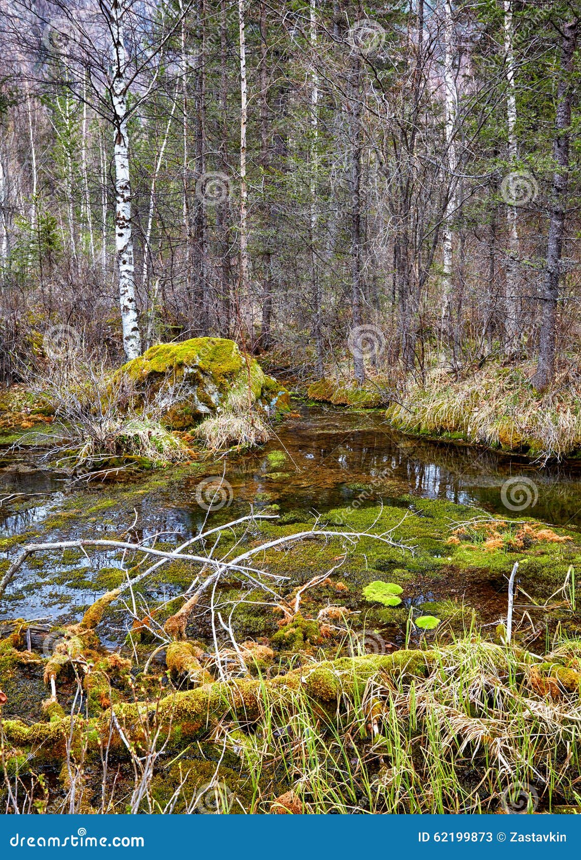 Swampy Stream in Altay Taiga Stock Image - Image of siberia, siberian ...