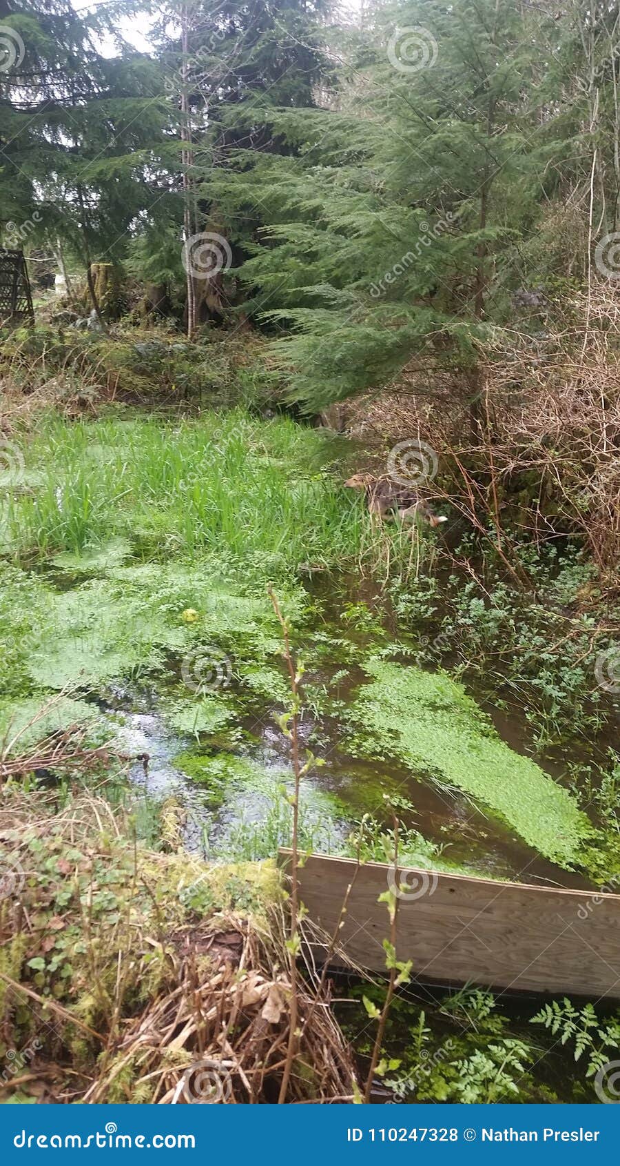 Pond stock photo. Image of swamp, green, pond, swampy - 110247328