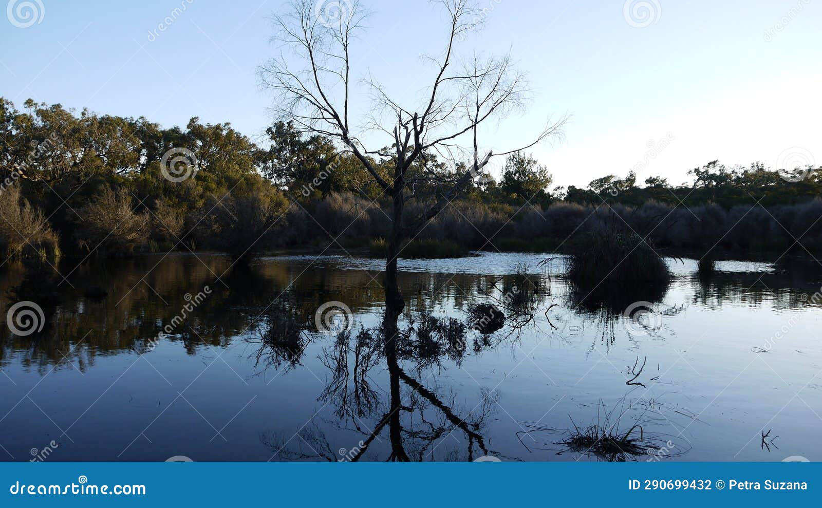 Swampy swamp tree stock photo. Image of reflection, landscape - 290699432