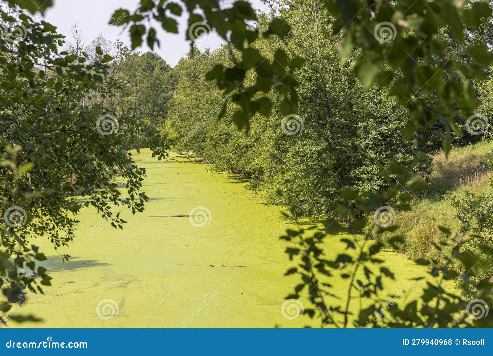 Swampy Terrain with Plants in Summer Stock Photo - Image of terrain ...