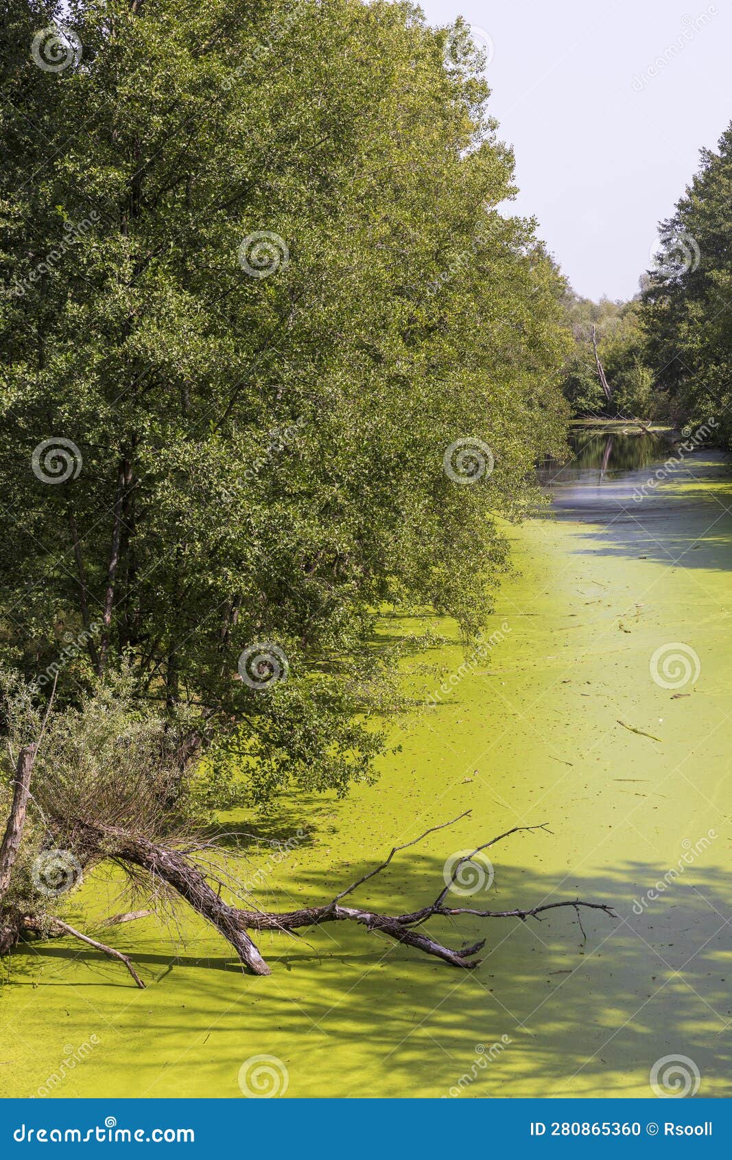 Swampy Terrain with Plants in Summer Stock Photo - Image of countryside ...