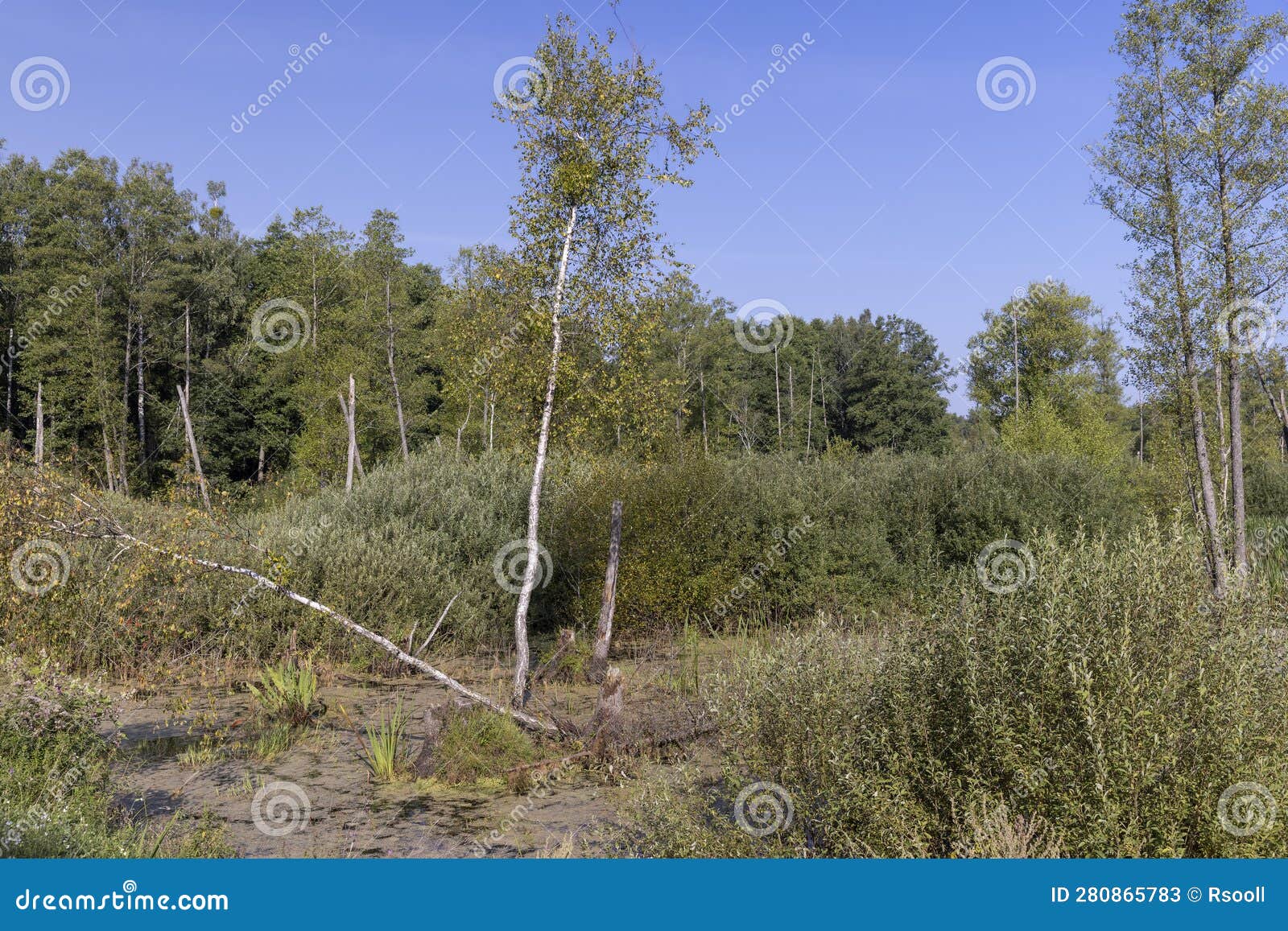 Swampy Terrain with Plants in Summer Stock Image - Image of moss, plant ...