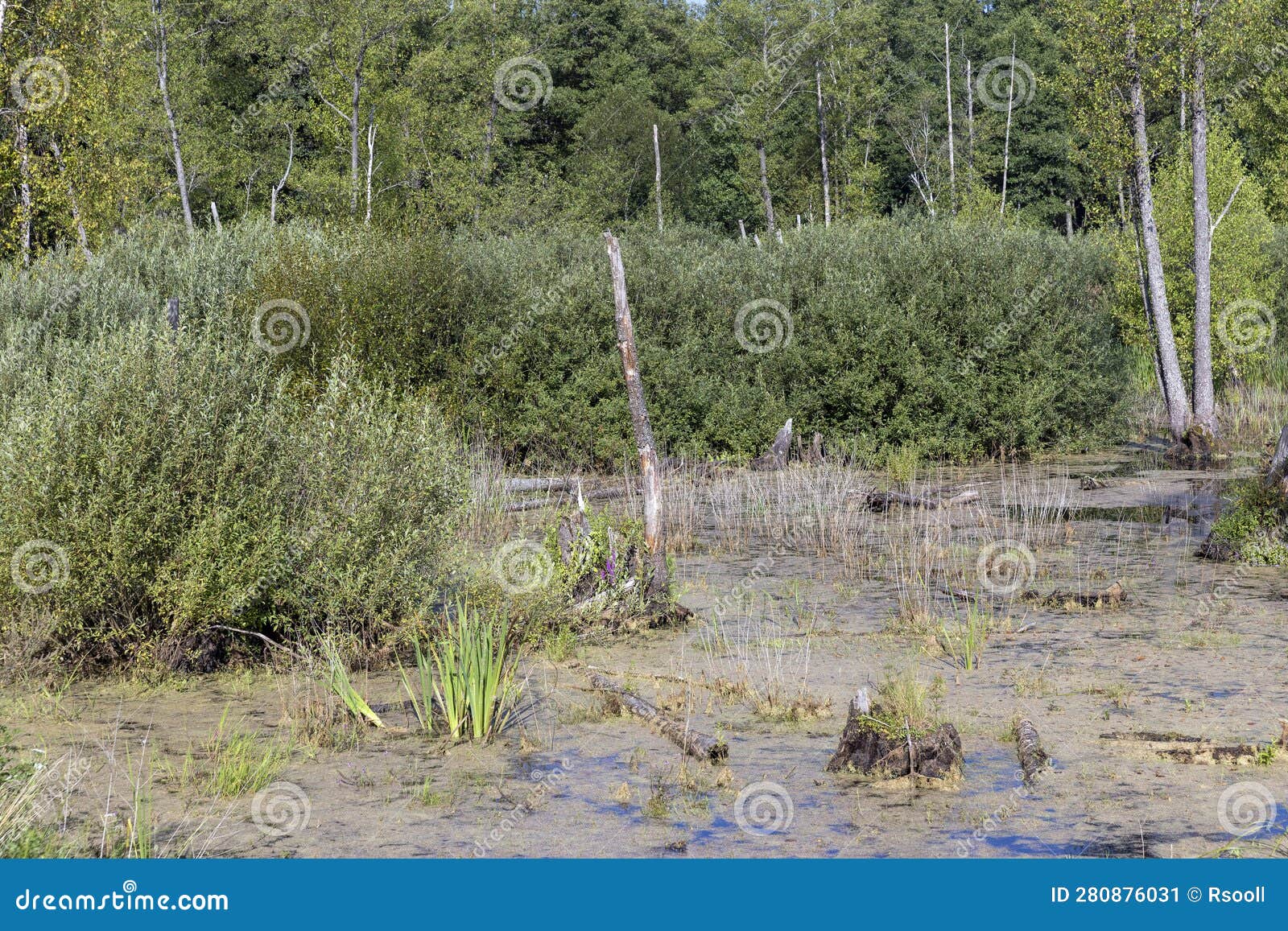 Swampy Terrain with Plants in Summer Stock Image - Image of tourism ...