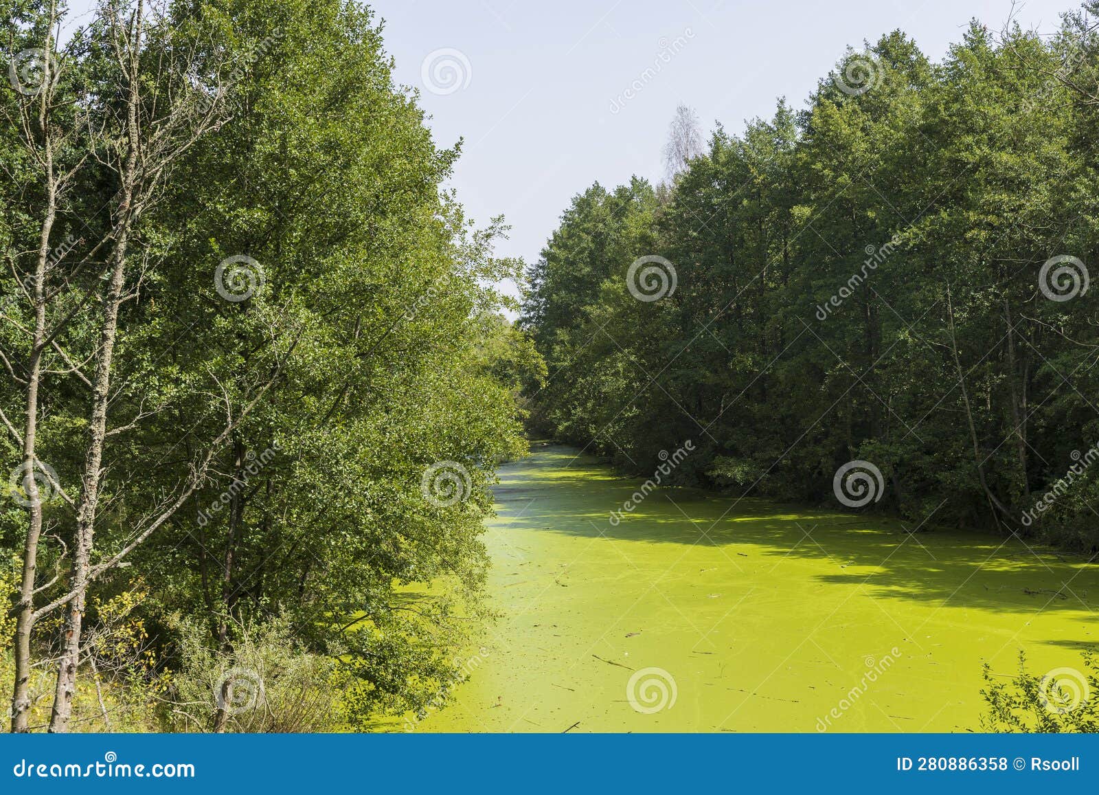 Swampy Terrain with Plants in Summer Stock Photo - Image of swamp ...
