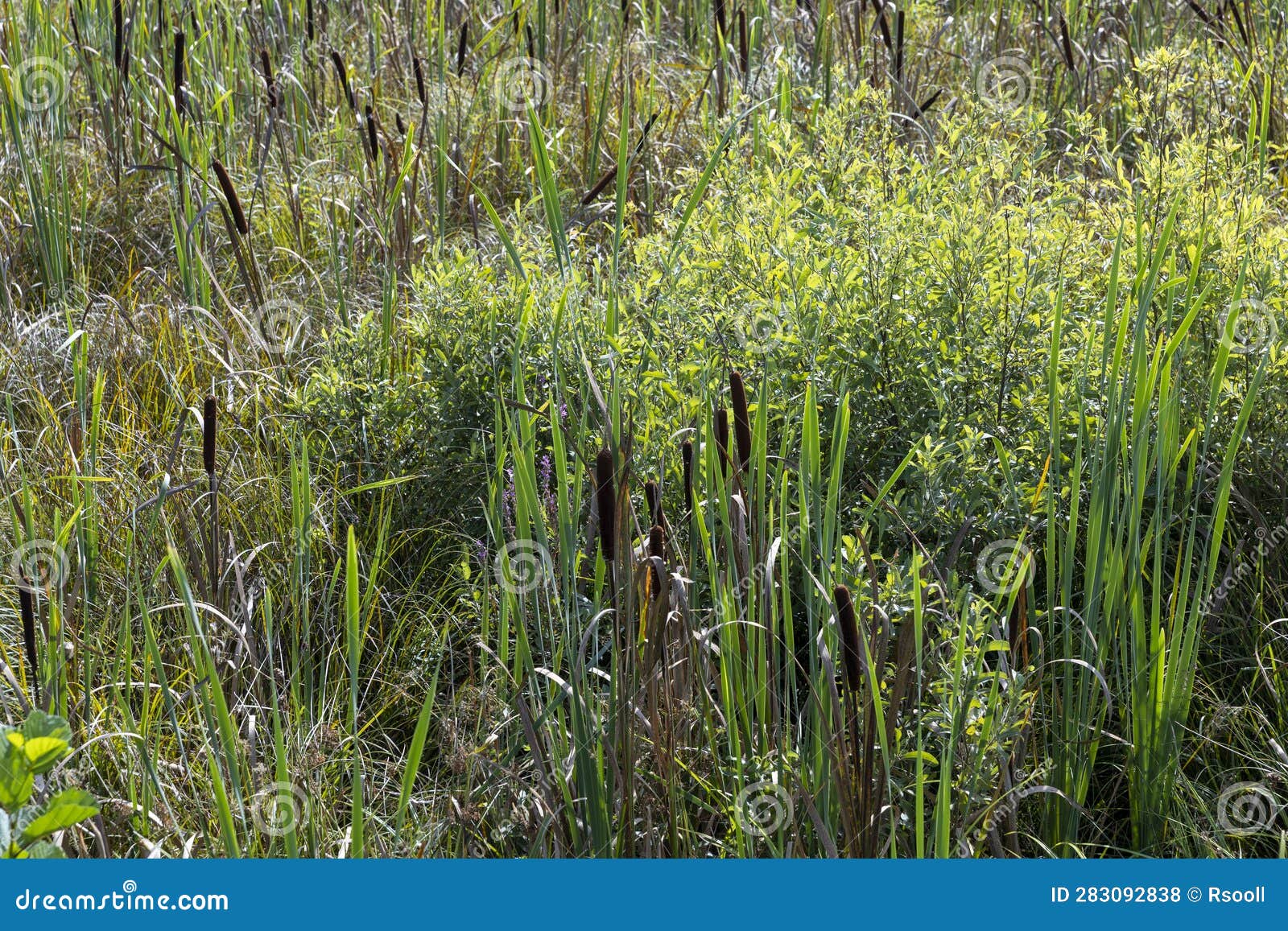 Swampy Terrain with Plants in Summer Stock Photo - Image of plants ...