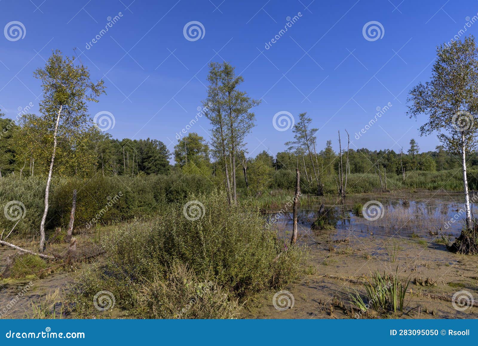 Swampy Terrain with Plants in Summer Stock Photo - Image of water ...