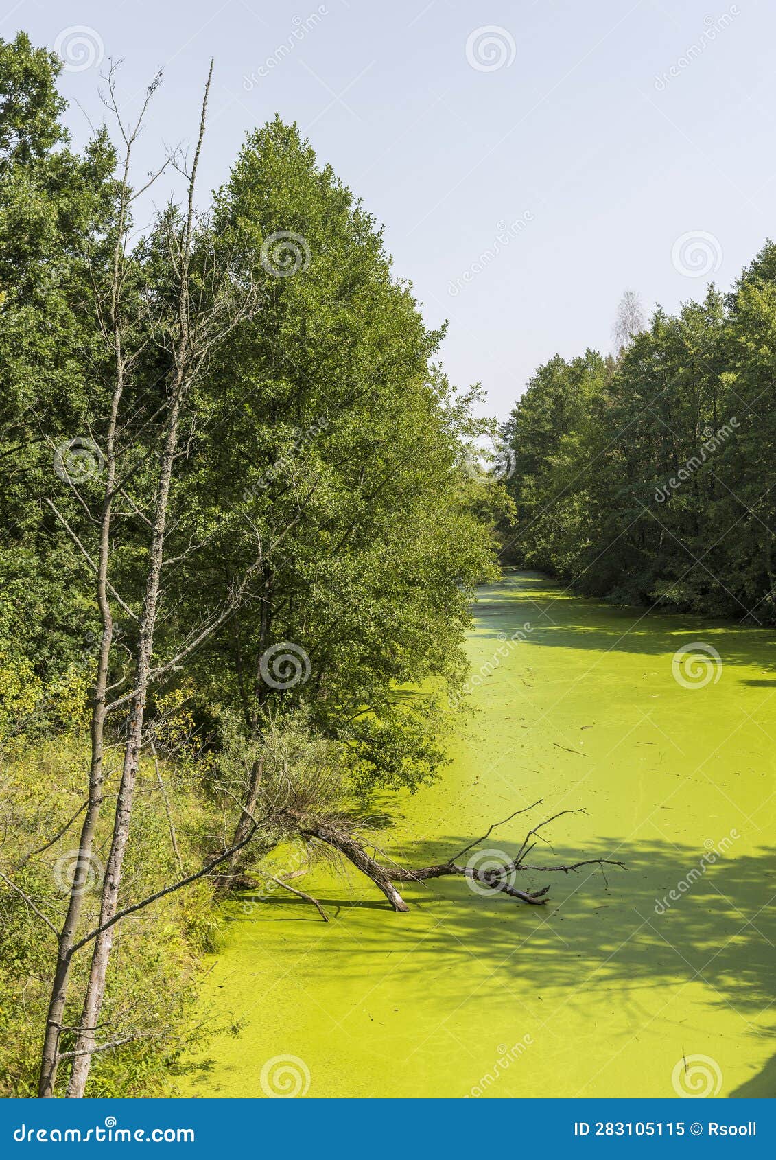 Swampy Terrain with Plants in Summer Stock Image - Image of marsh ...