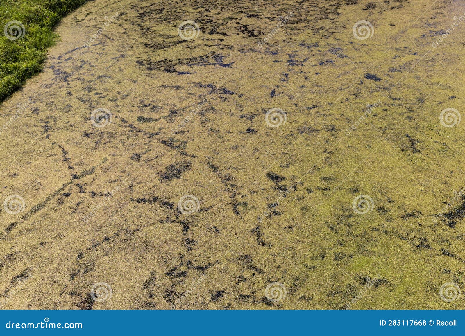 Swampy Terrain with Plants in Summer Stock Photo - Image of marsh ...