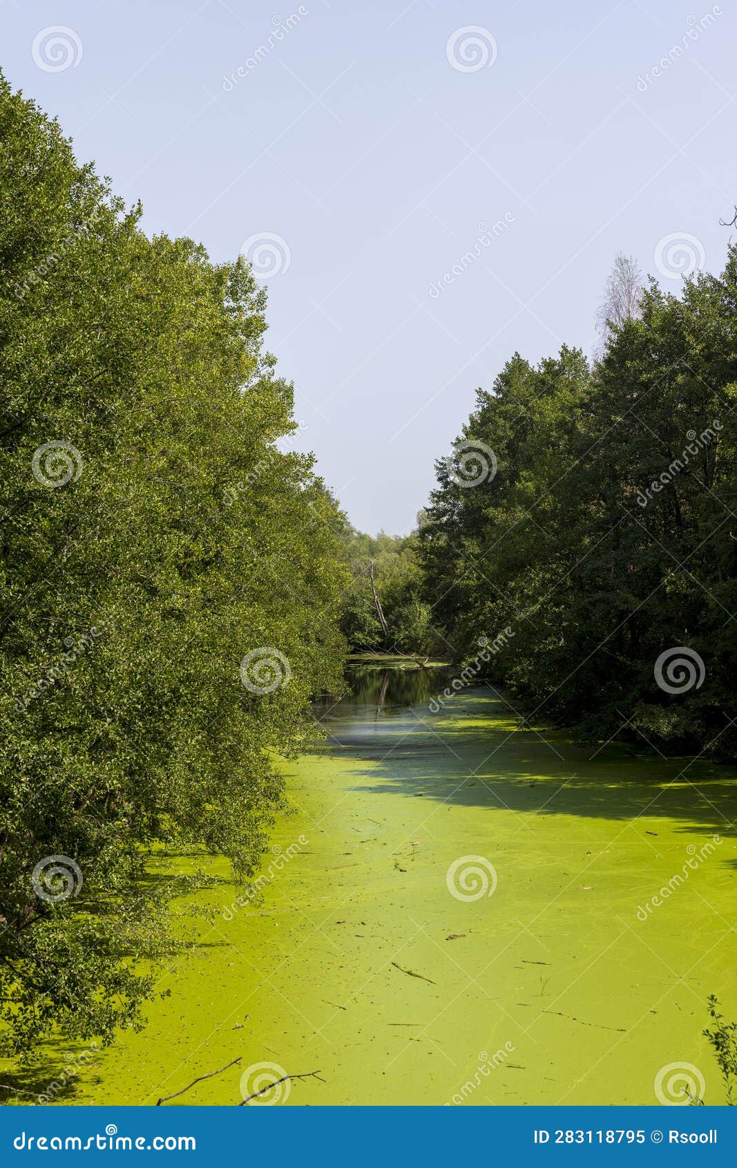 Swampy Terrain with Plants in Summer Stock Image - Image of outdoor ...