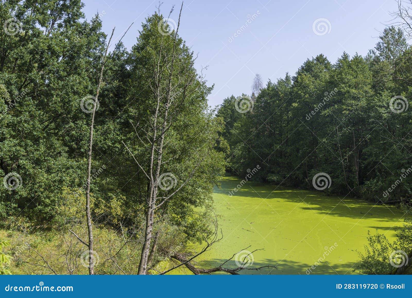Swampy Terrain with Plants in Summer Stock Photo - Image of water ...