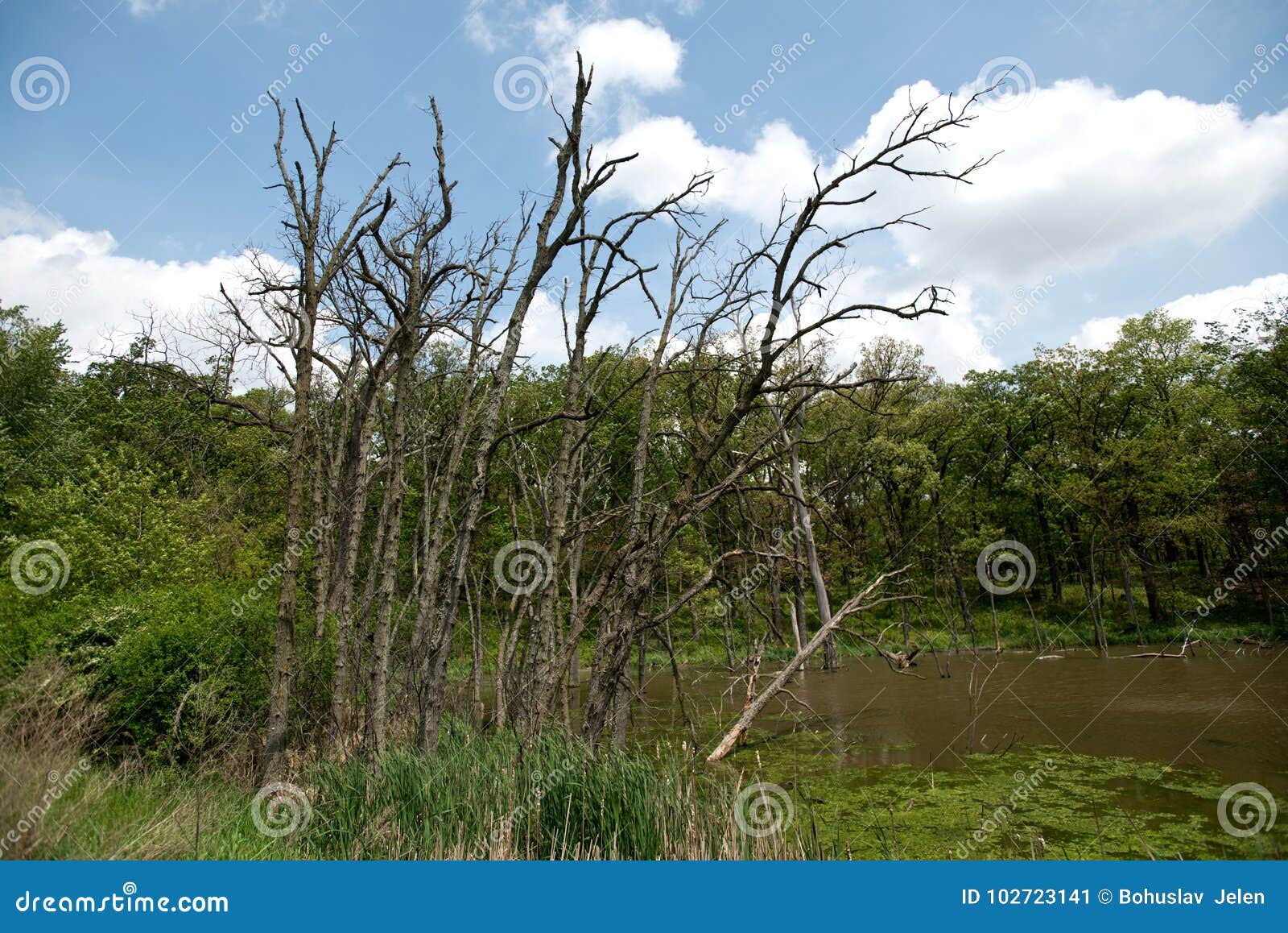 Swampy Water Filled with Standing Dead Trees Stock Image - Image of ...