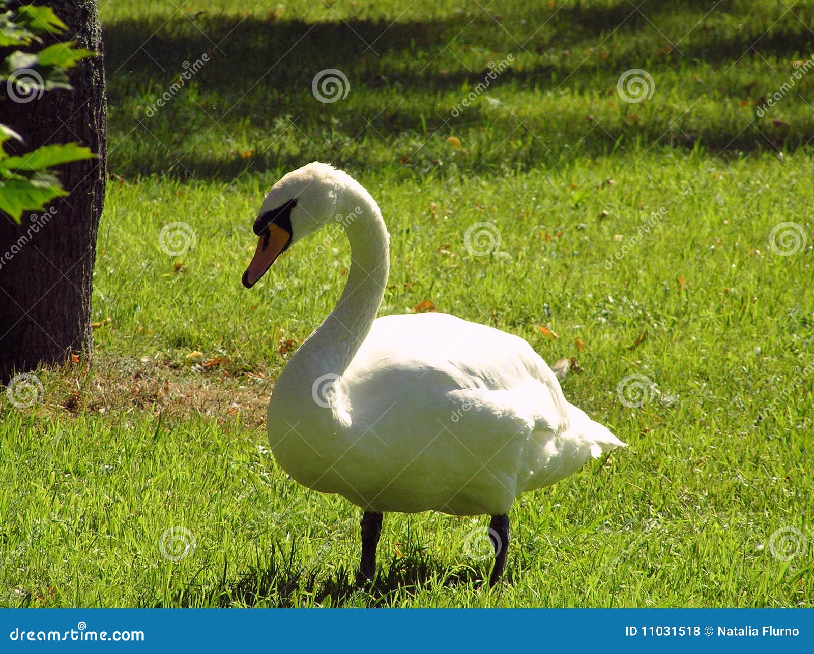 Swan stock photo. Image of fluffy, grass, green, animal - 11031518