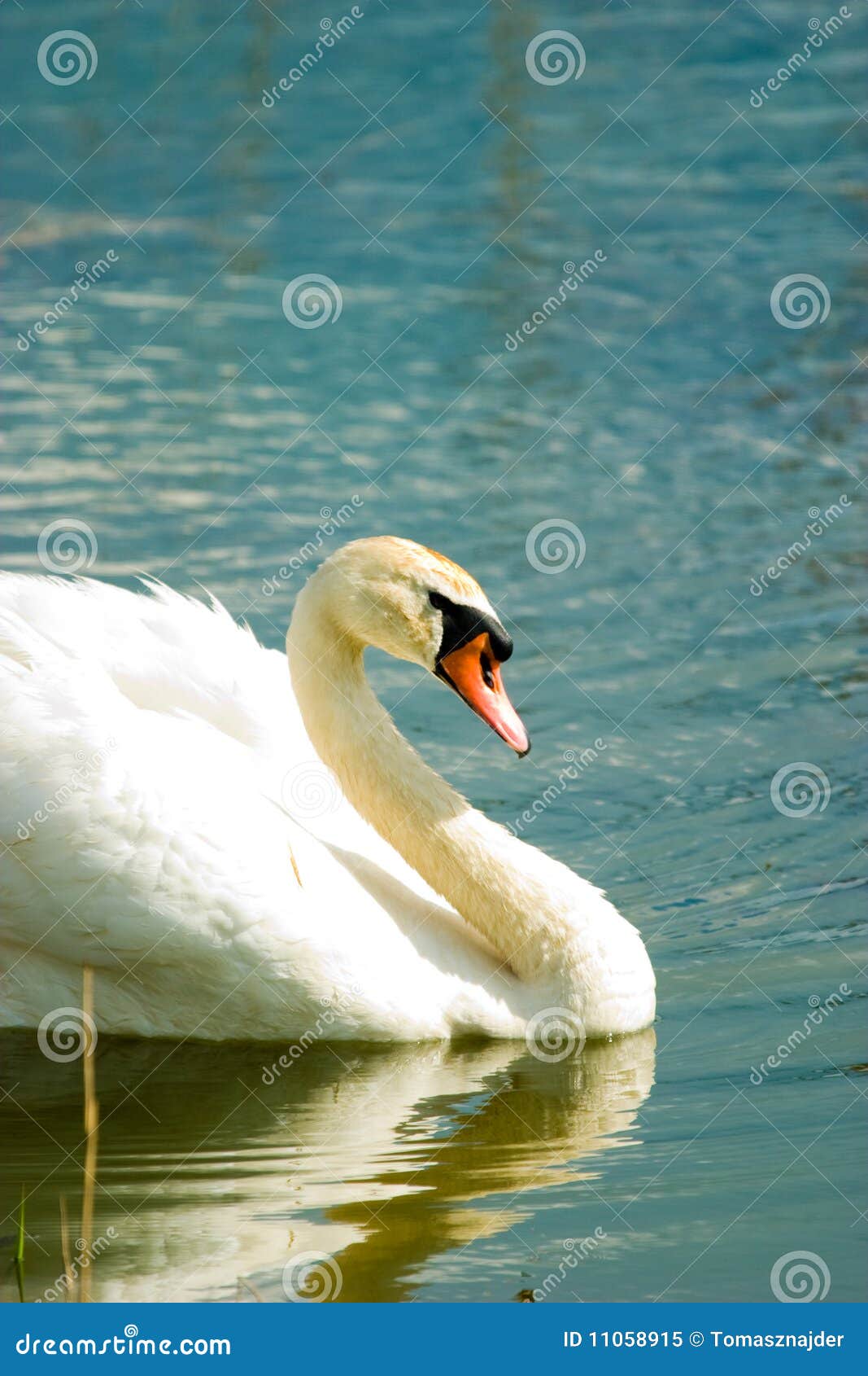 Swan stock image. Image of evening, detail, outdoors - 11058915