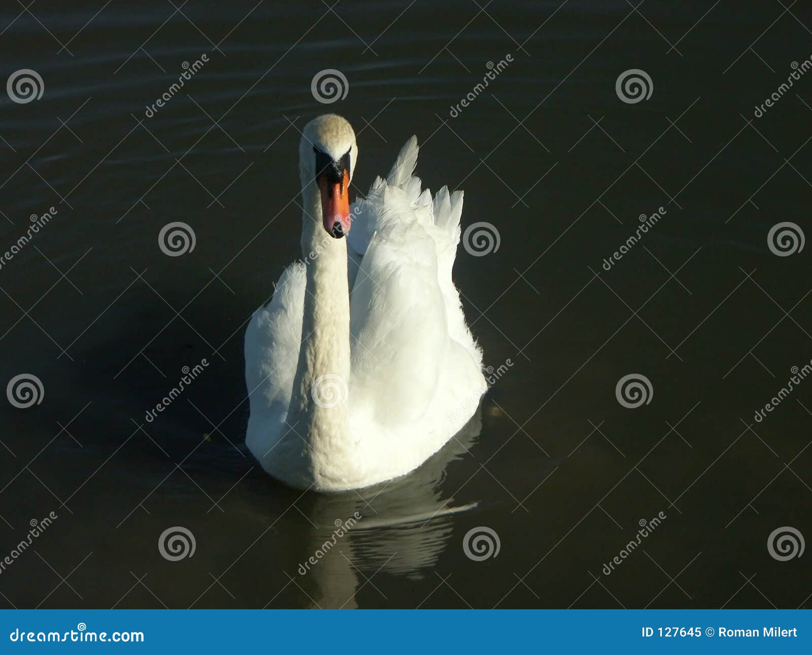Swan Picture. Image: 127645