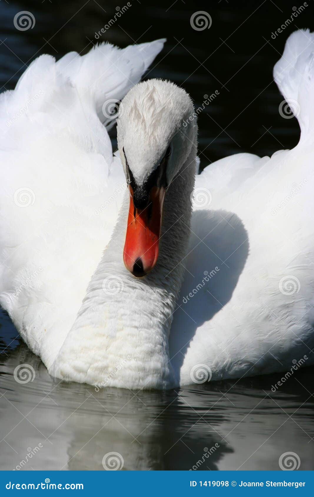 Swan Honk Stock Photos - Free & Royalty-Free Stock Photos from Dreamstime