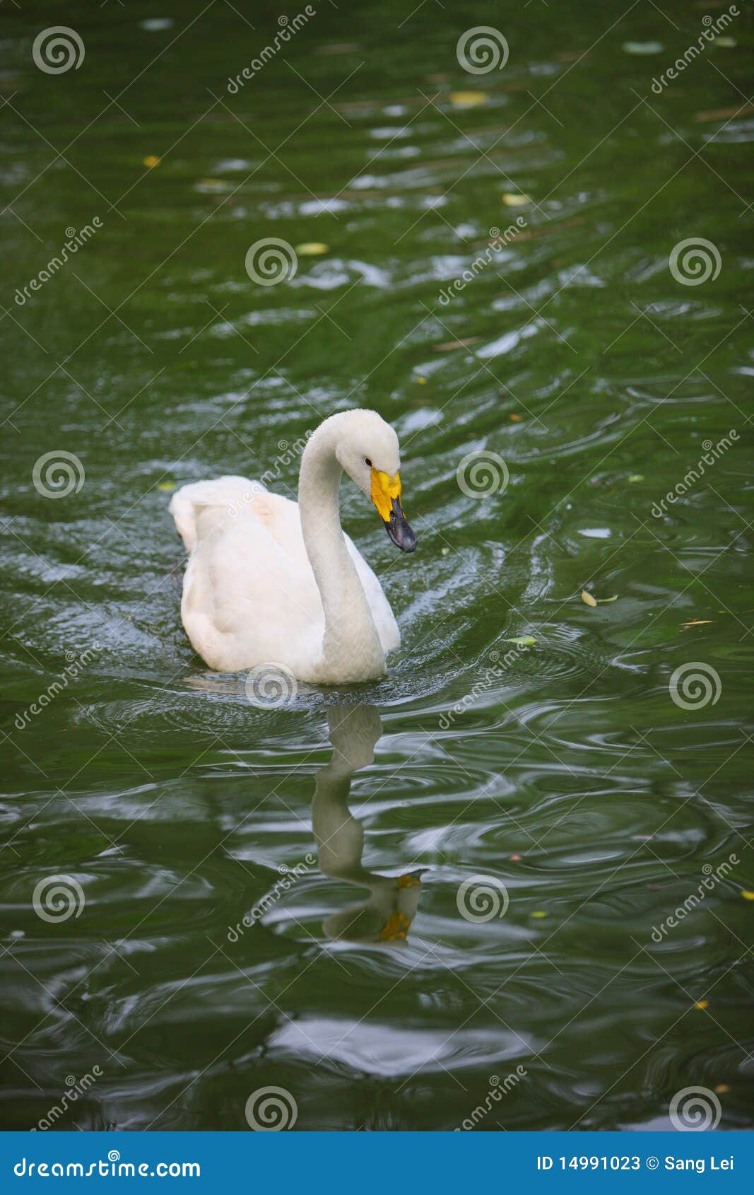 Swan stock image. Image of lake, ripple, water, detail - 14991023