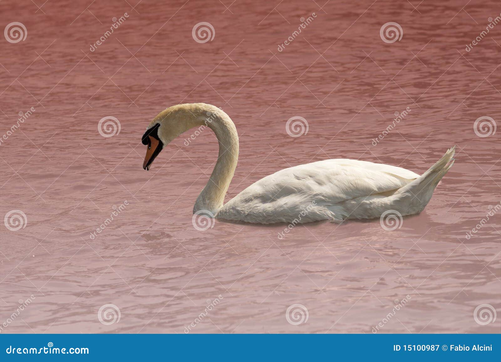 Swan stock image. Image of sail, swan, elegant, bird - 15100987