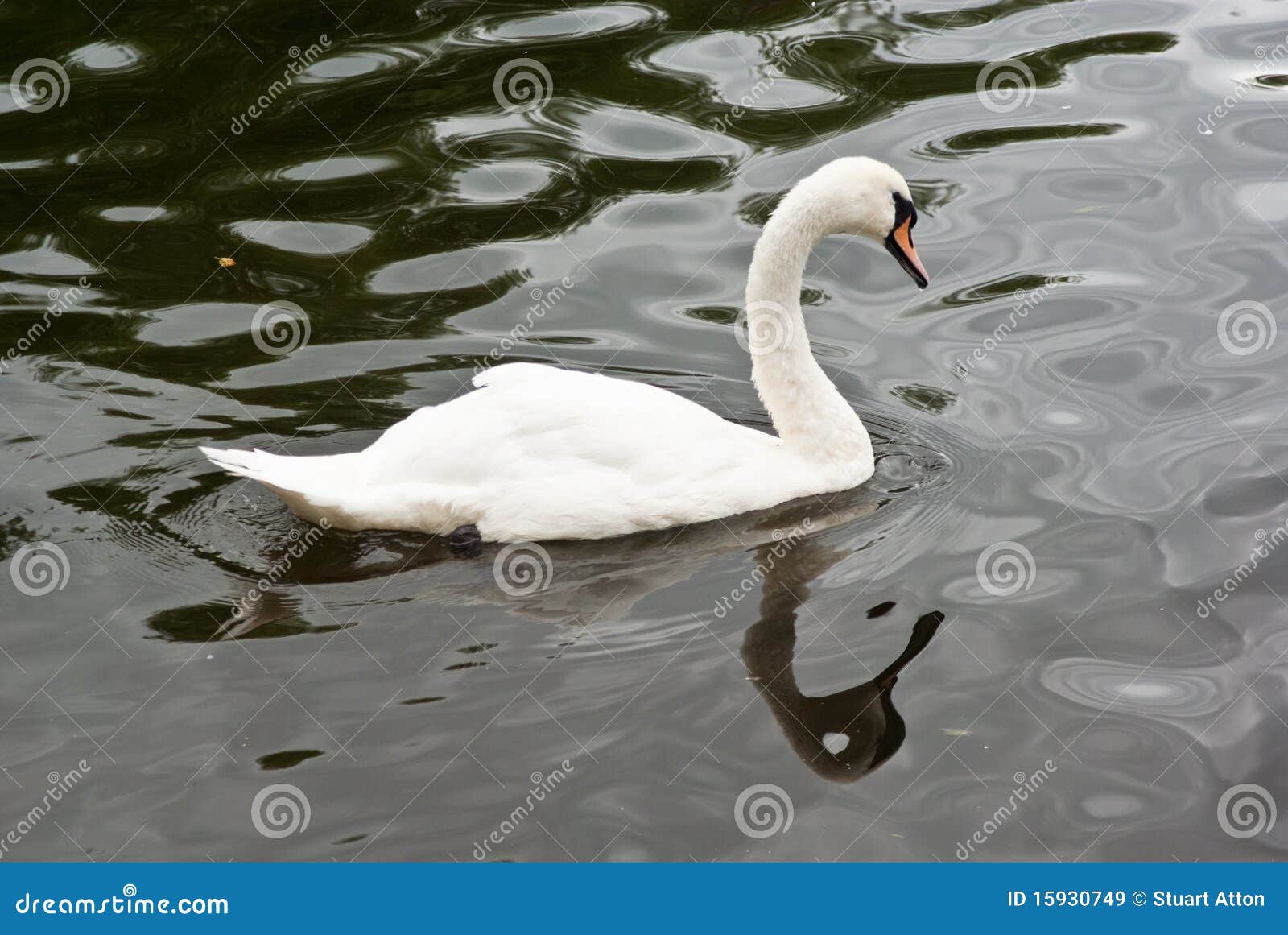 Swan stock image. Image of water, orange, swan, ripple - 15930749