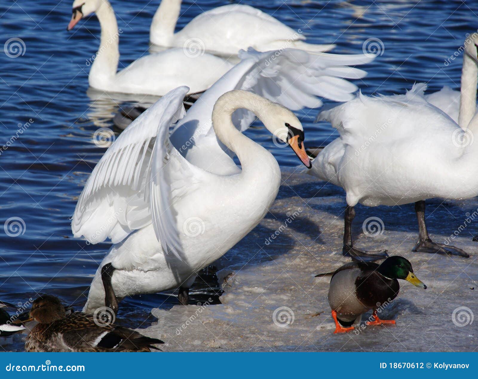 Swan stock photo. Image of feather, grace, swan, wing - 18670612