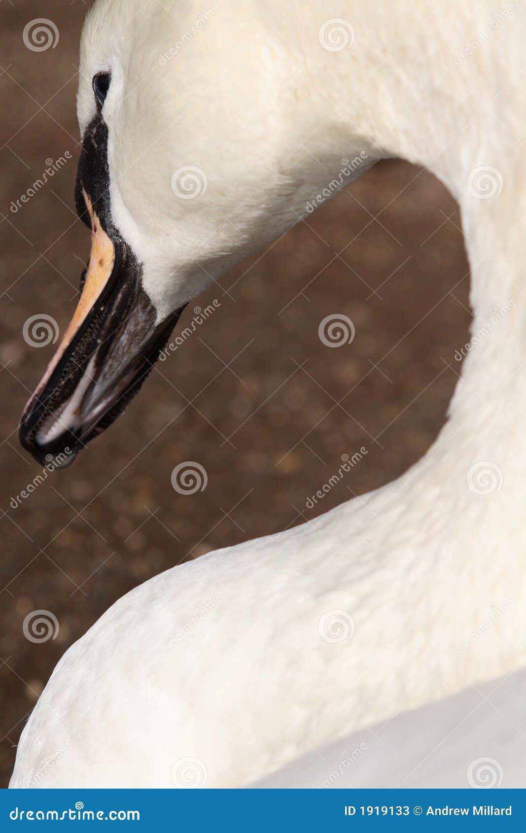 Swan stock image. Image of animal, nest, male, close, fluffy - 1919133