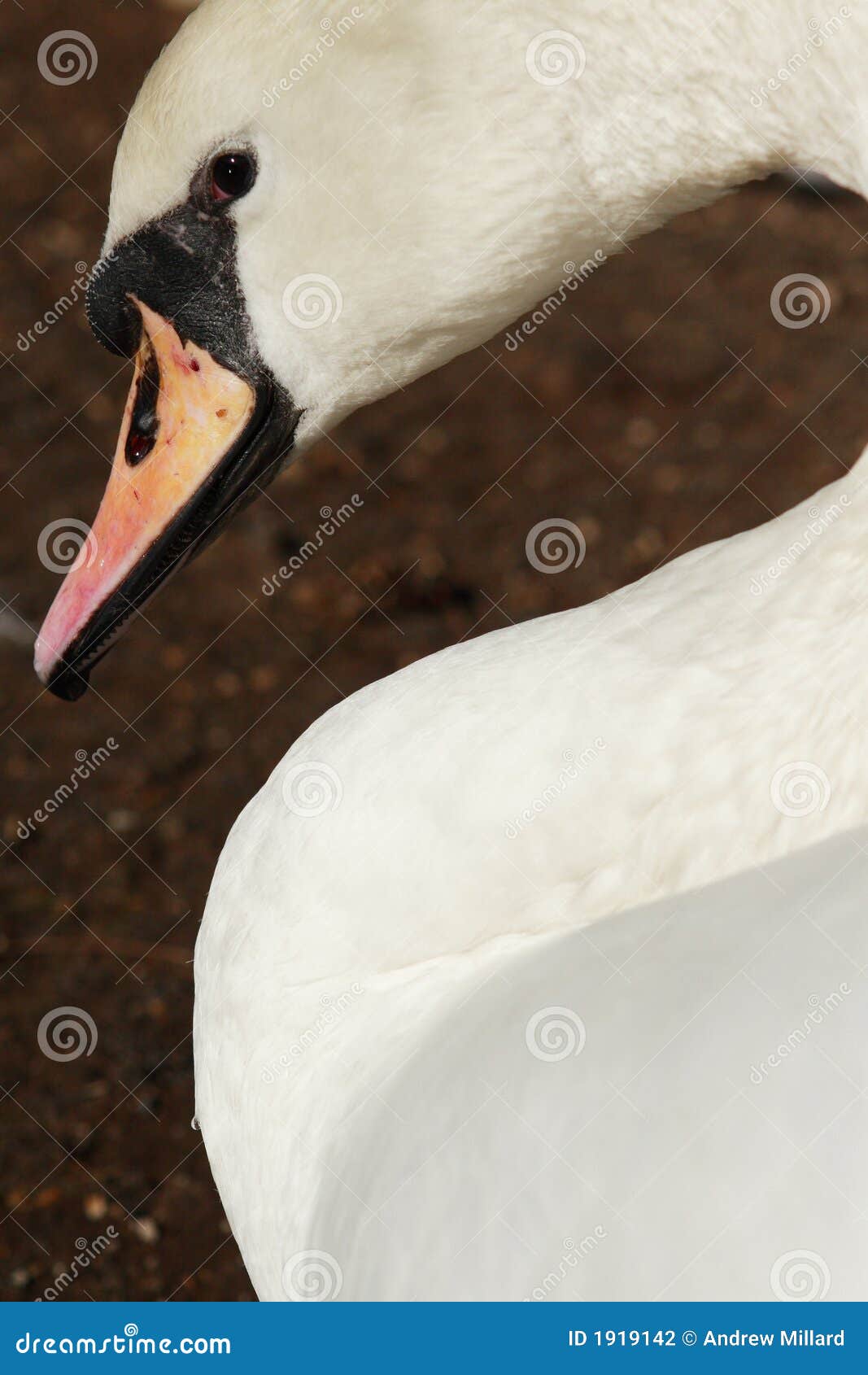 Swan stock photo. Image of animal, bird, fresh, cygnet - 1919142