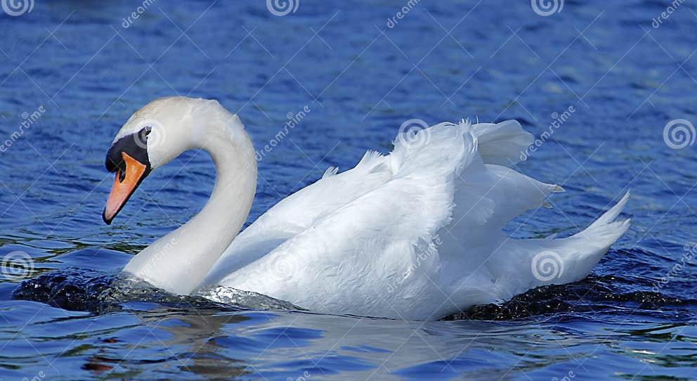 Swan stock image. Image of purity, peace, calm, ruffled - 19879257